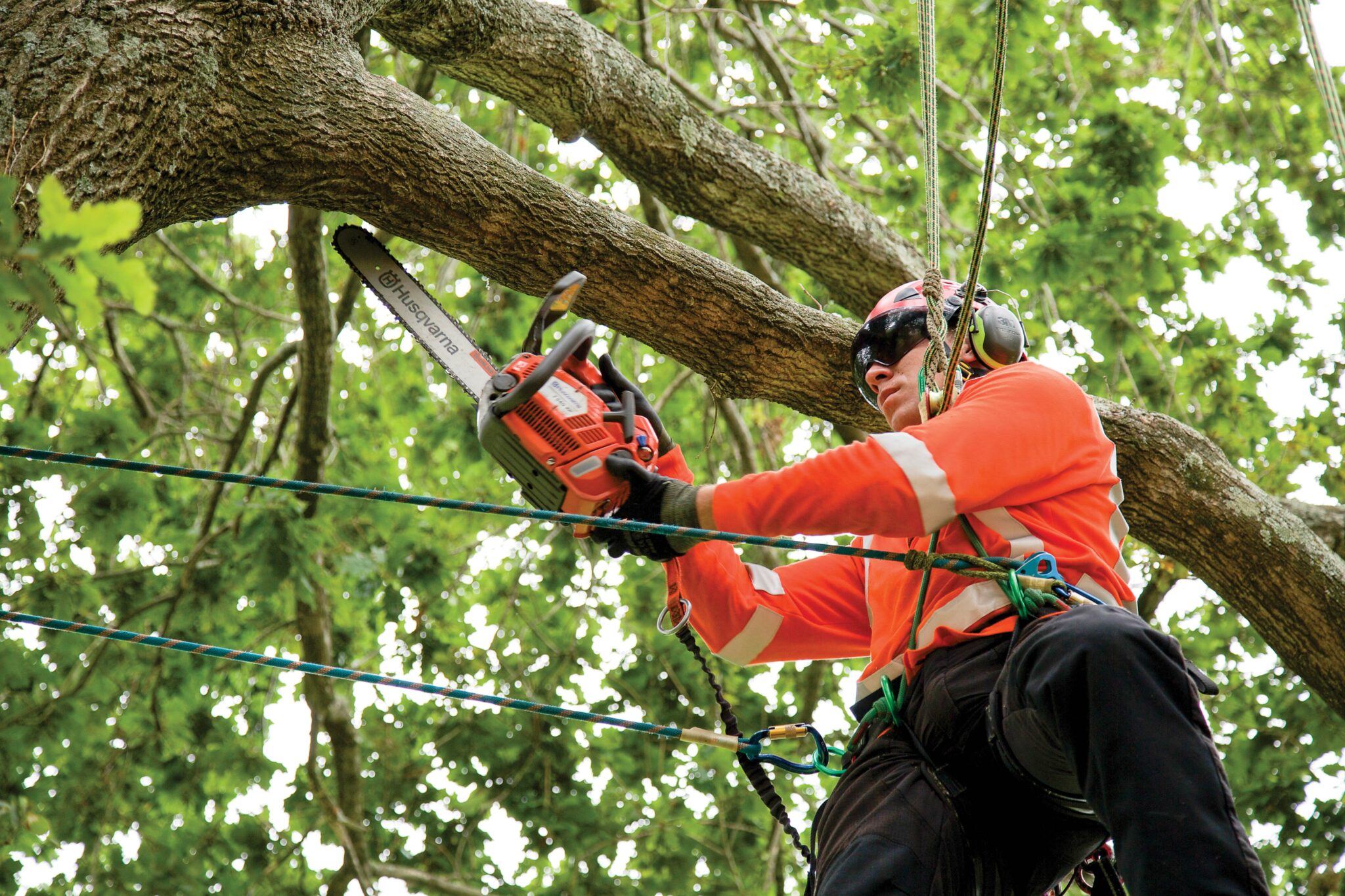 Trees near power lines - Counties Energy
